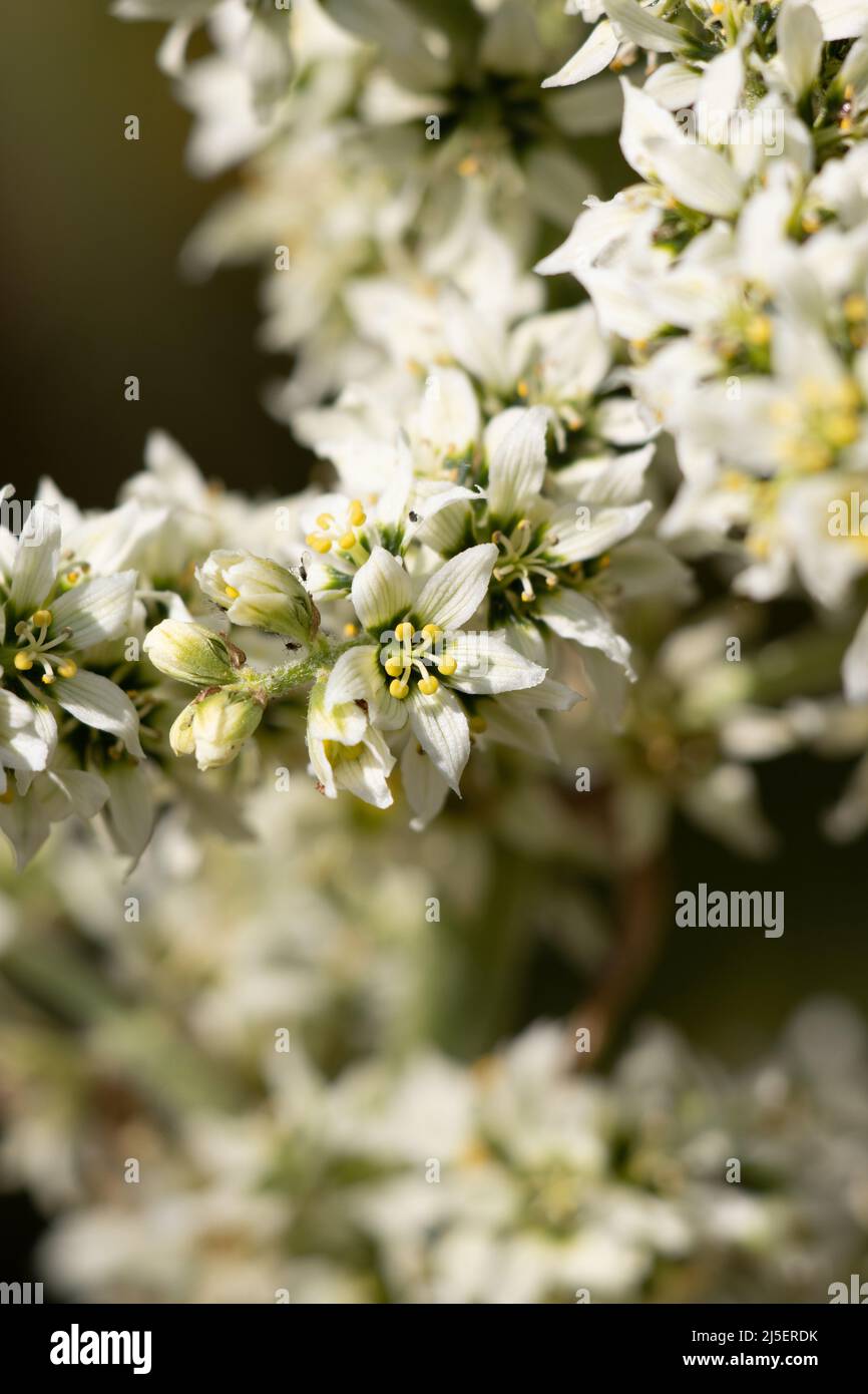 White flowering racemose panicle inflorescence of Veratrum Californicum ...