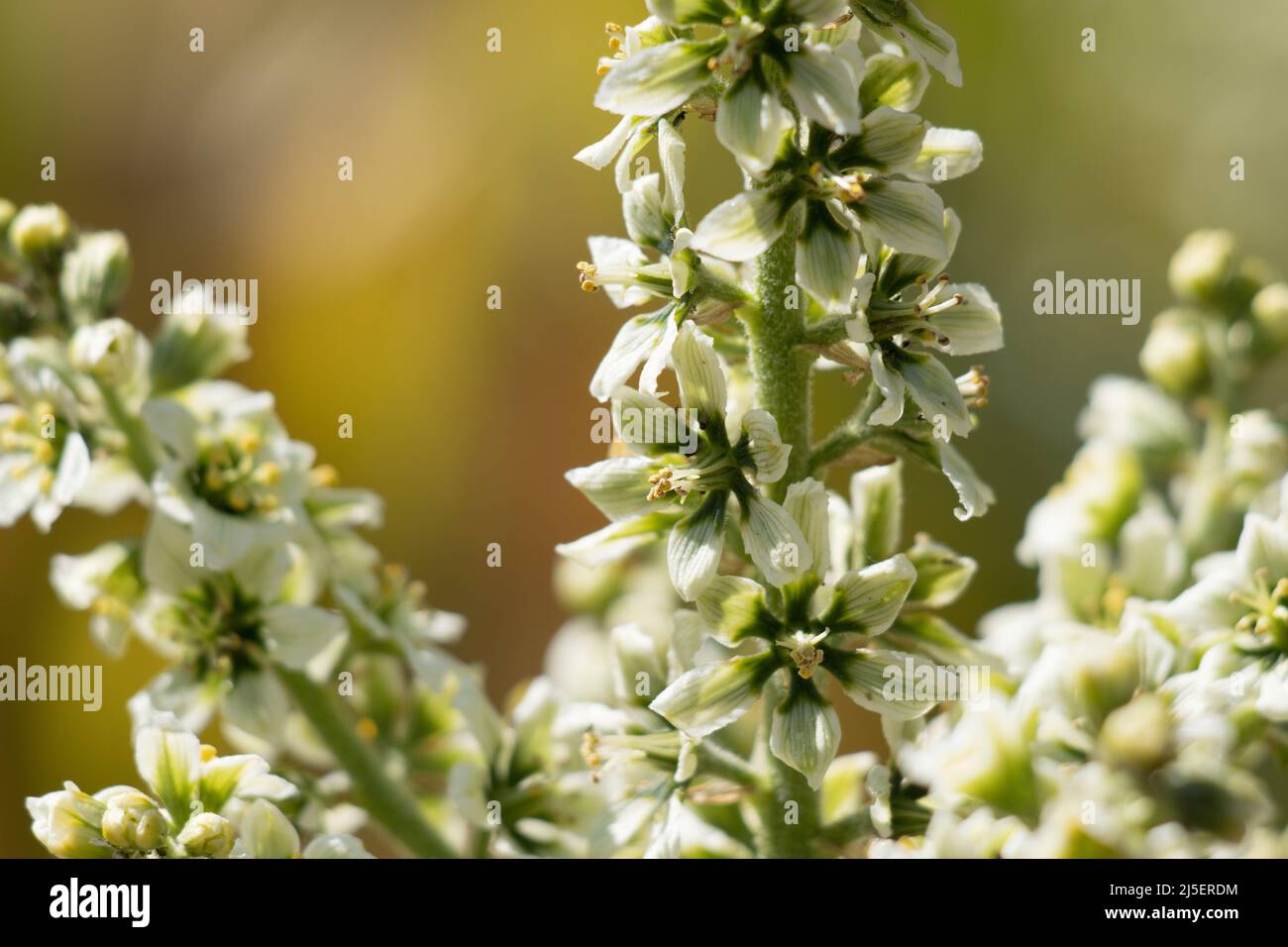White flowering racemose panicle inflorescence of Veratrum Californicum ...