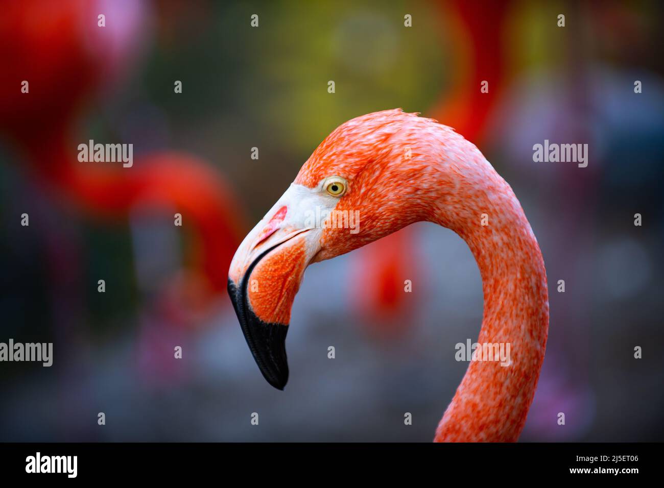 Closeup profile portrait of a pink flamingo. Beautiful flamingos ...
