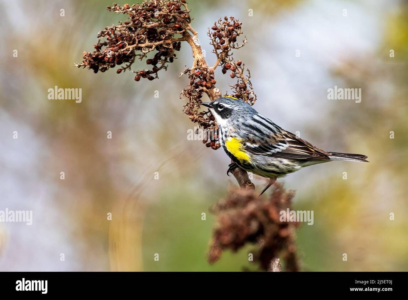 Yellow-rumped warbler during spring migration Stock Photo - Alamy