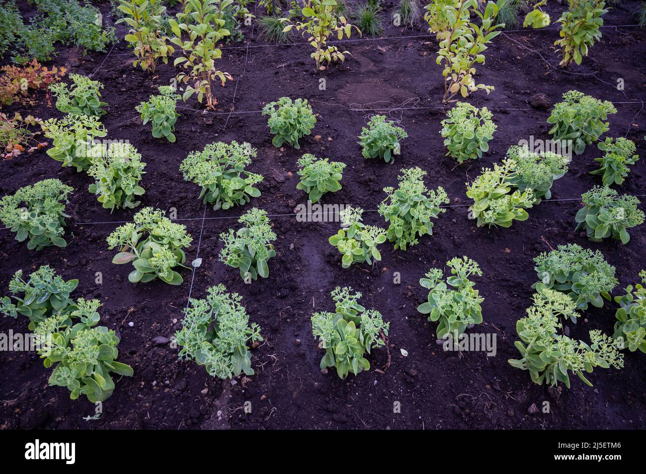 Landscaping. A lined plot of land for planting ornamental plants Stock ...
