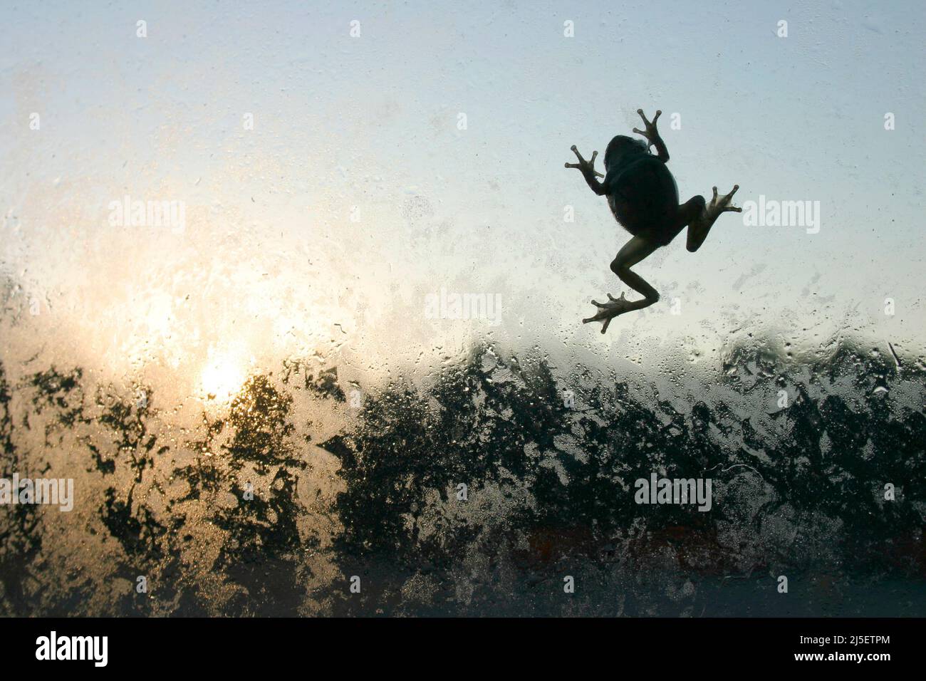 Small frog climbing up a wet glass window, backlit, view from inside ...