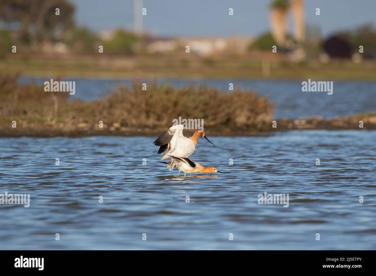 Female avocet hi-res stock photography and images - Alamy