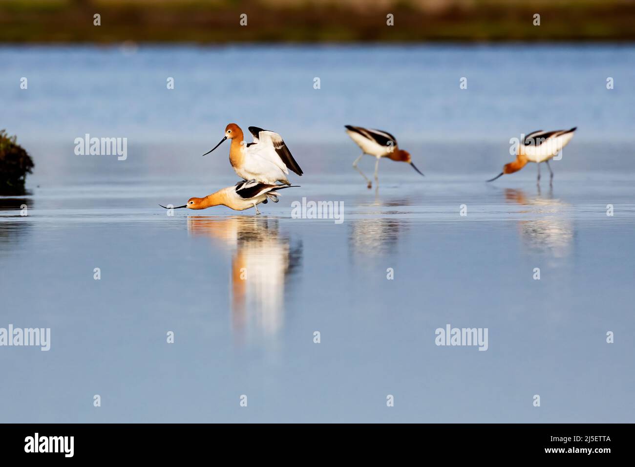 Female avocet hi-res stock photography and images - Alamy