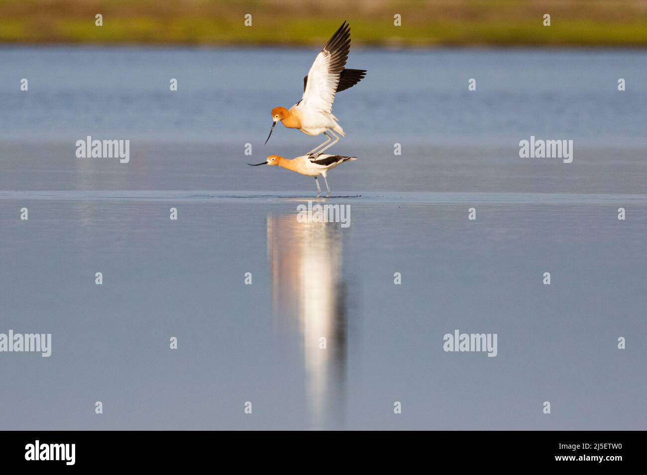 Female avocet hi-res stock photography and images - Alamy