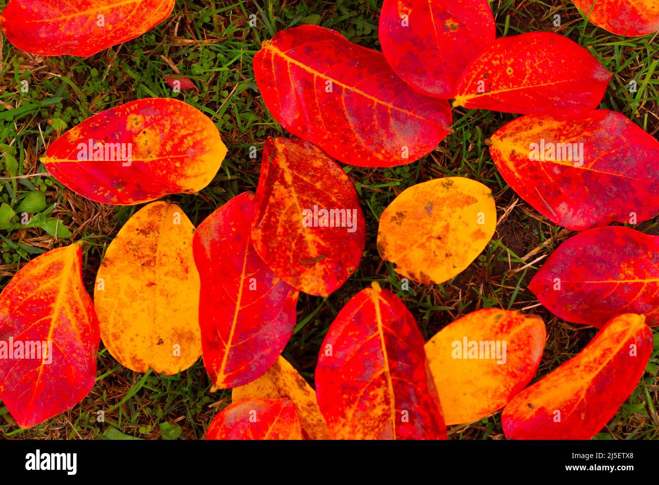 Red autumn leaves. Red foliage from top view. Fall background photo ...