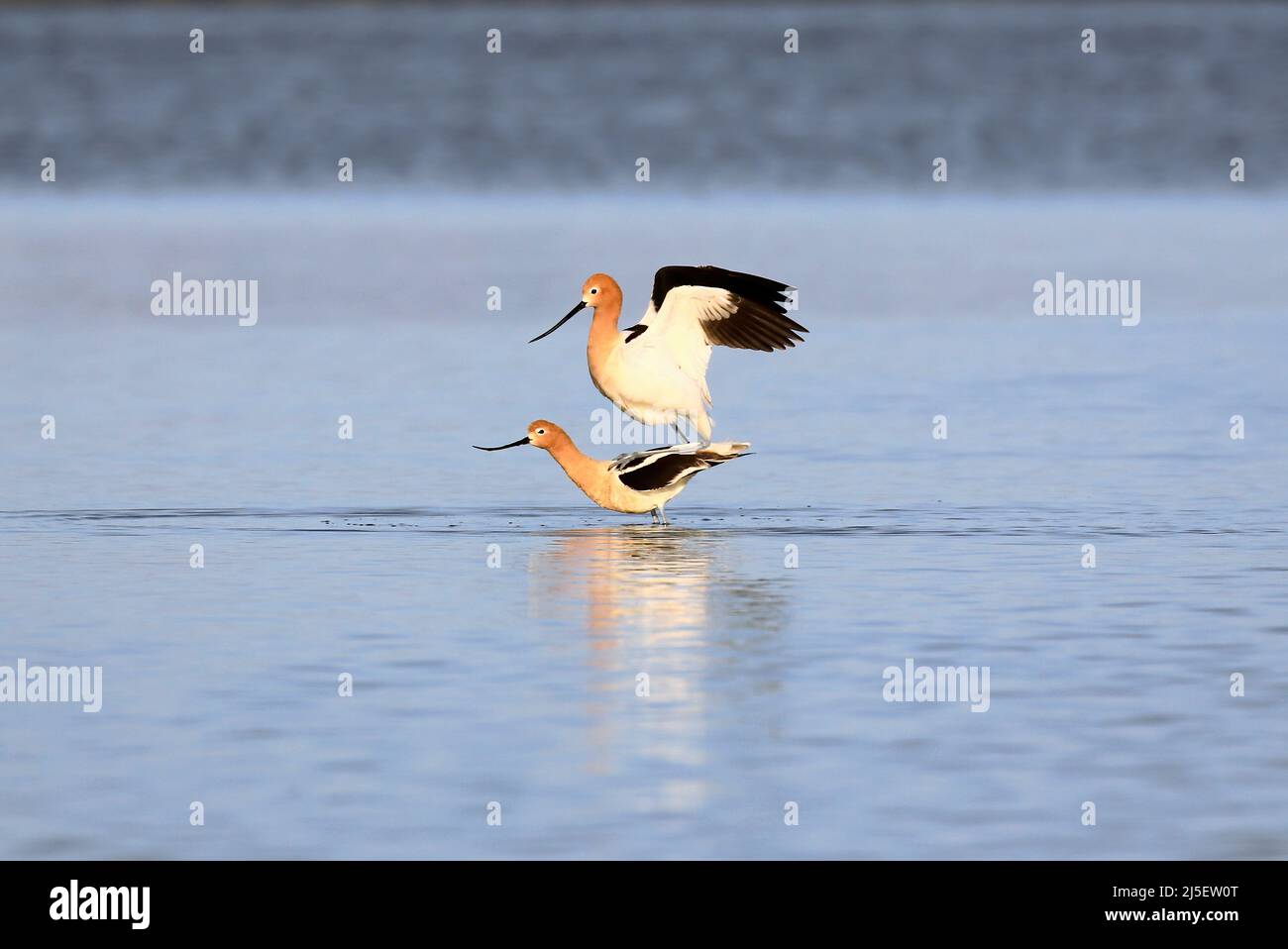 Female avocet hi-res stock photography and images - Alamy
