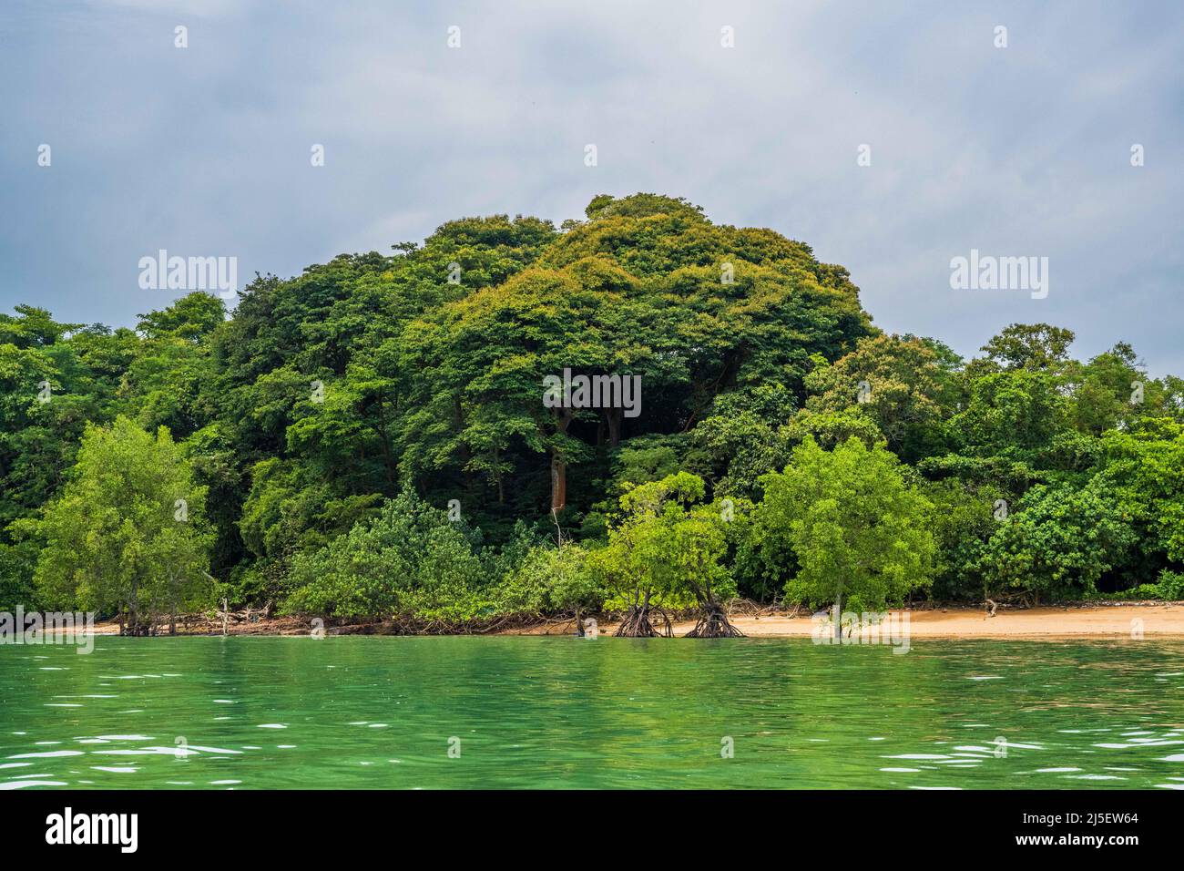 Johor Bahru, Malaysia. 20th Apr, 2022. The mangrove trees are pictured ...