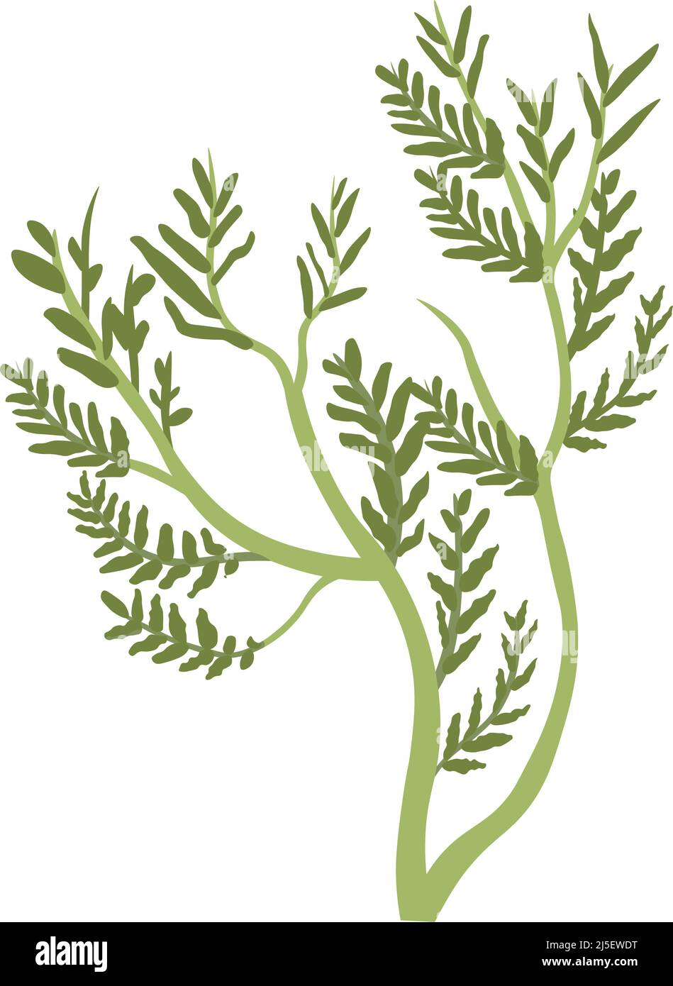 Botany with lush foliage and leaves, solid stems. Isolated grass or ...