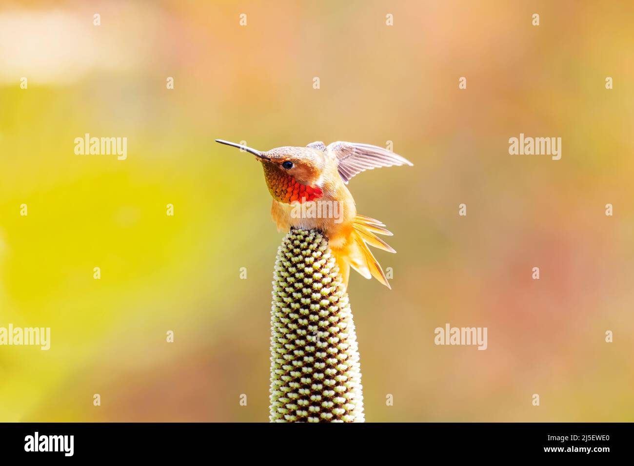 Northern hummingbird hi-res stock photography and images - Alamy