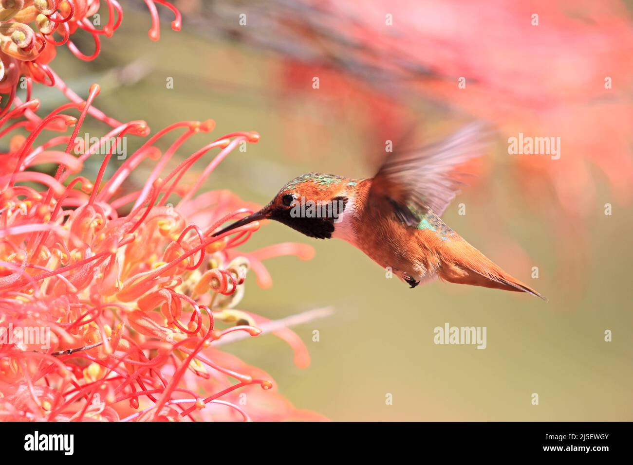 Hummingbird with open beak hi-res stock photography and images - Alamy