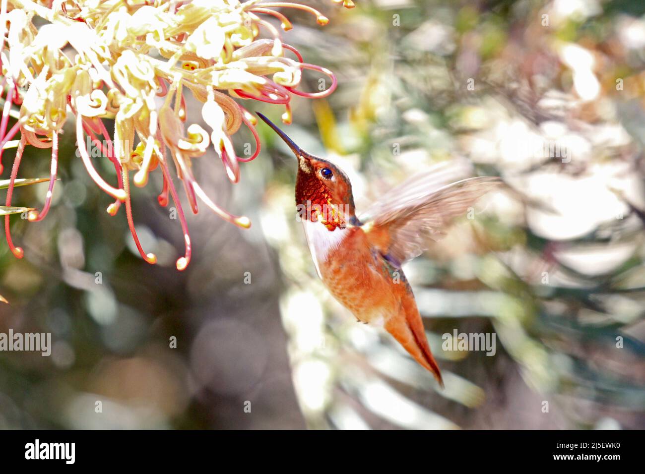 Northern hummingbird hi-res stock photography and images - Alamy