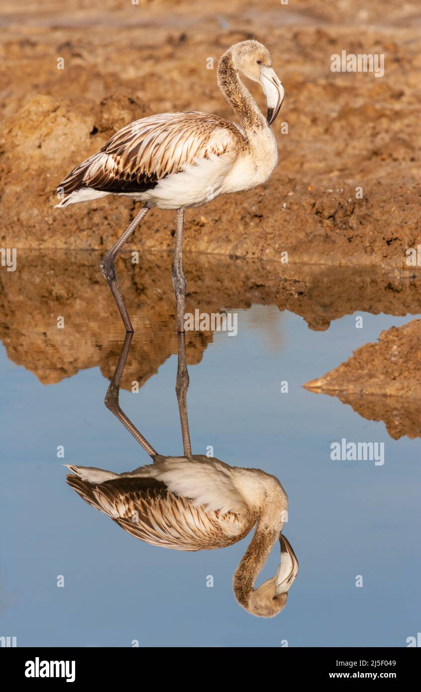 A juvenile greater flamingo (Phoenicopterus roseus) photographed at the ...