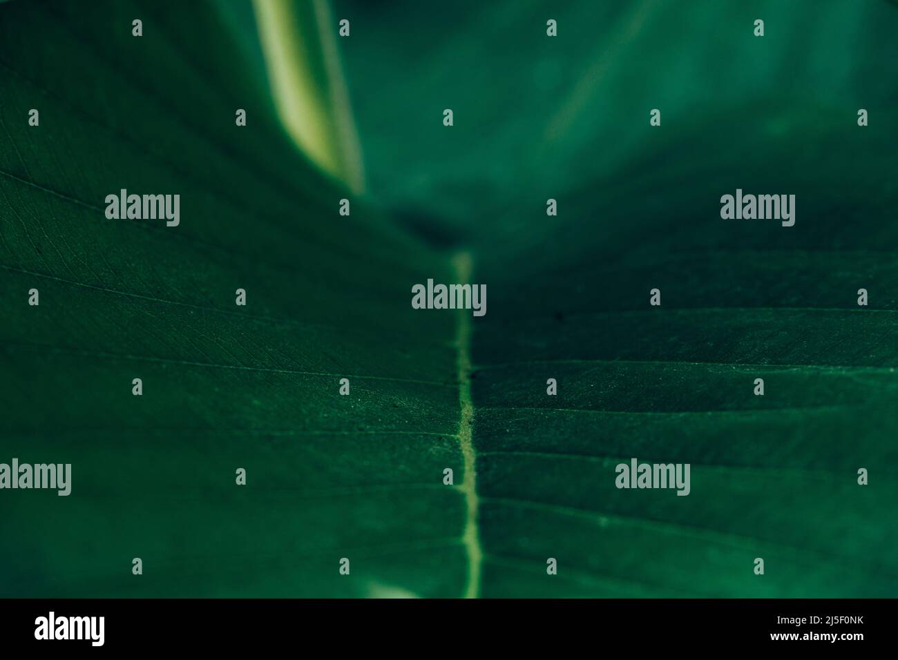 Tropical Green Leaf surface background, close up details texture, Macro ...