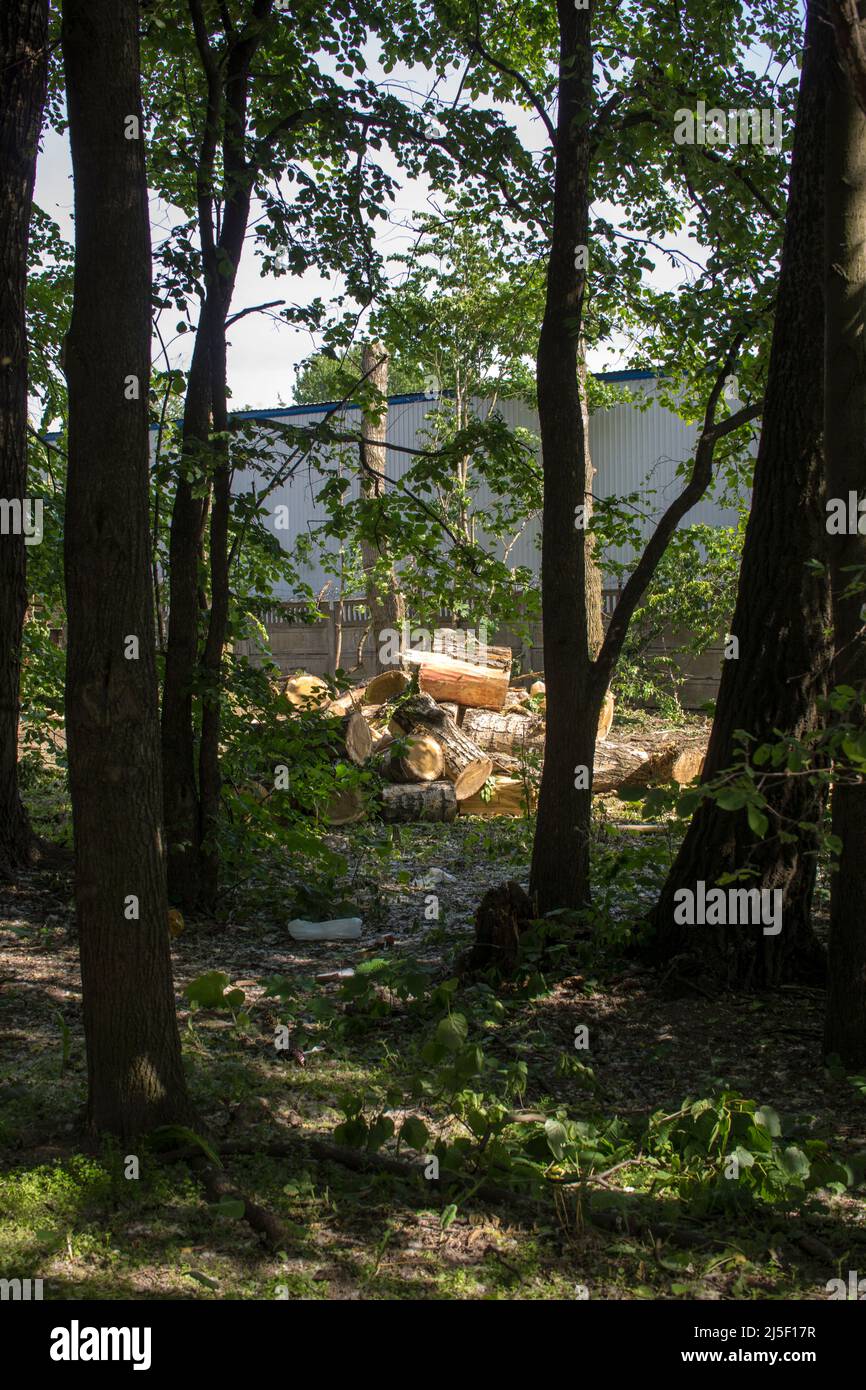 pruning trees. Slaughter of a poplar. Seasonal pruning of trees in the ...