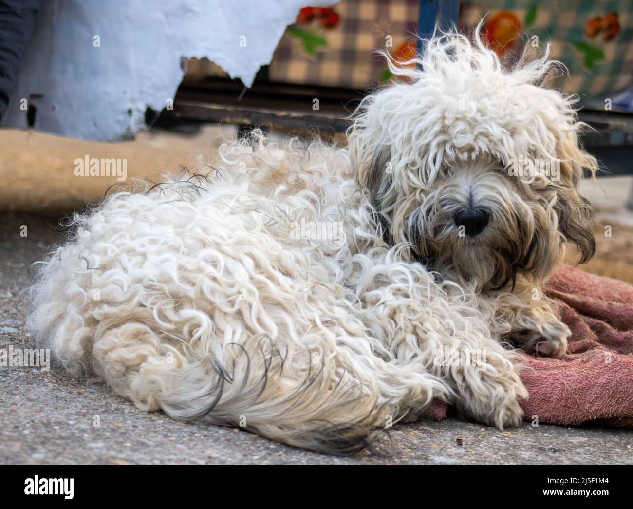 Sleepy dog hi-res stock photography and images - Alamy