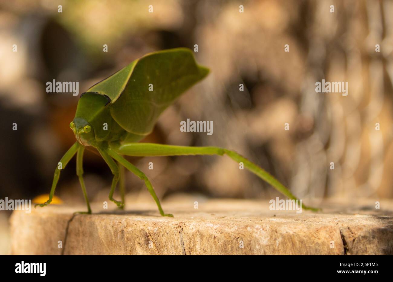 Long grasshopper legs hi-res stock photography and images - Alamy