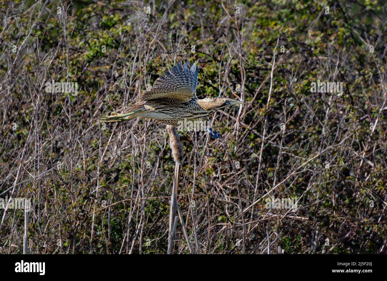 Bittern Botaurus stellaris seen in flight over a North West Norfolk ...