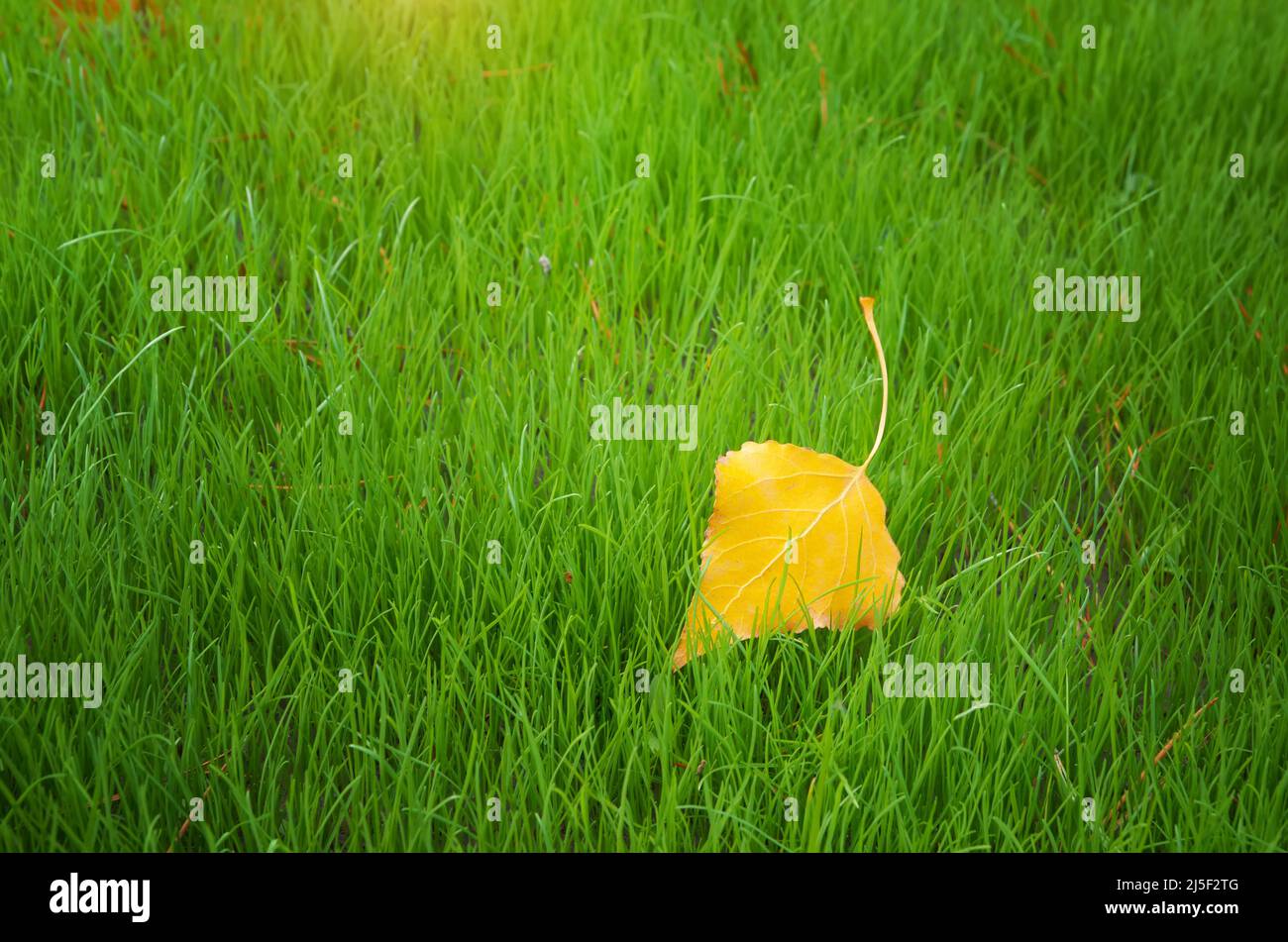 First turf hi-res stock photography and images - Alamy
