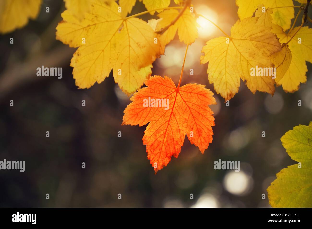 Autumn leaf of maple tree. Nature conceptual scene. Rain and night ...