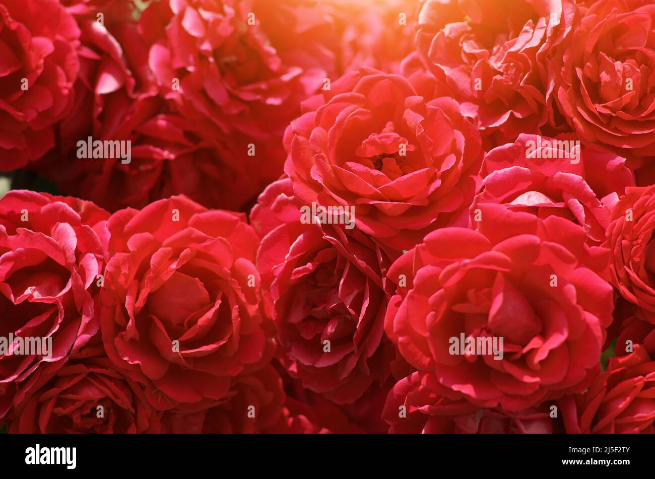 Red rose bush. Flower background texture Stock Photo - Alamy