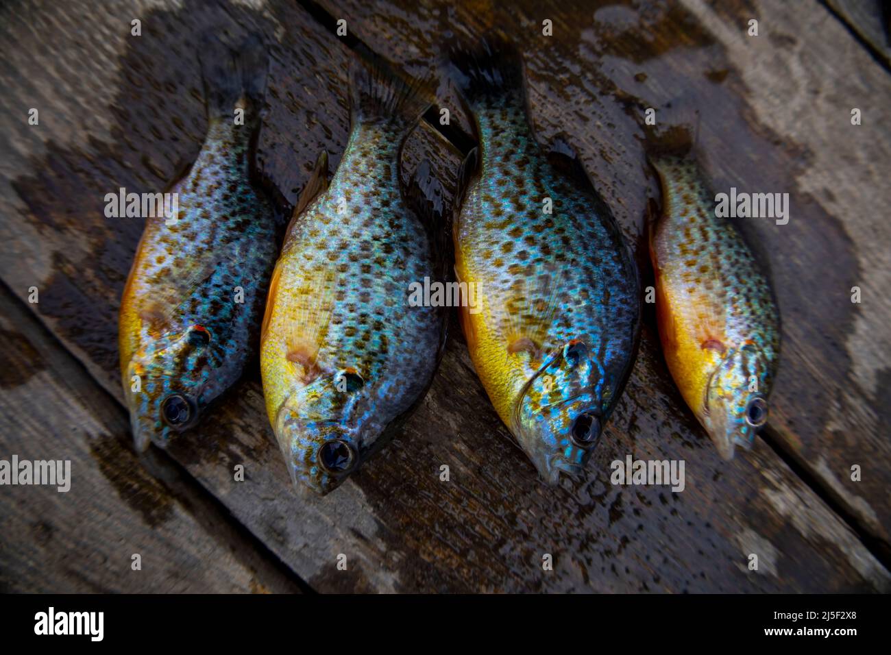 Lake river wooden boards hi-res stock photography and images - Alamy