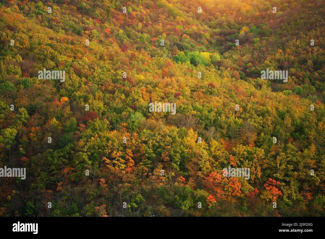 Autumn forest background. View from above Stock Photo - Alamy