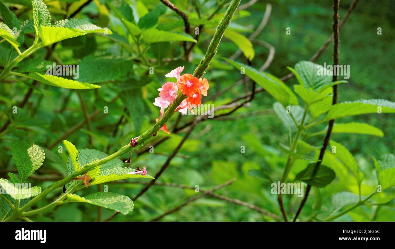 Stachytarpheta mutabilis also known as Coral porterweed, Red snakeweed ...