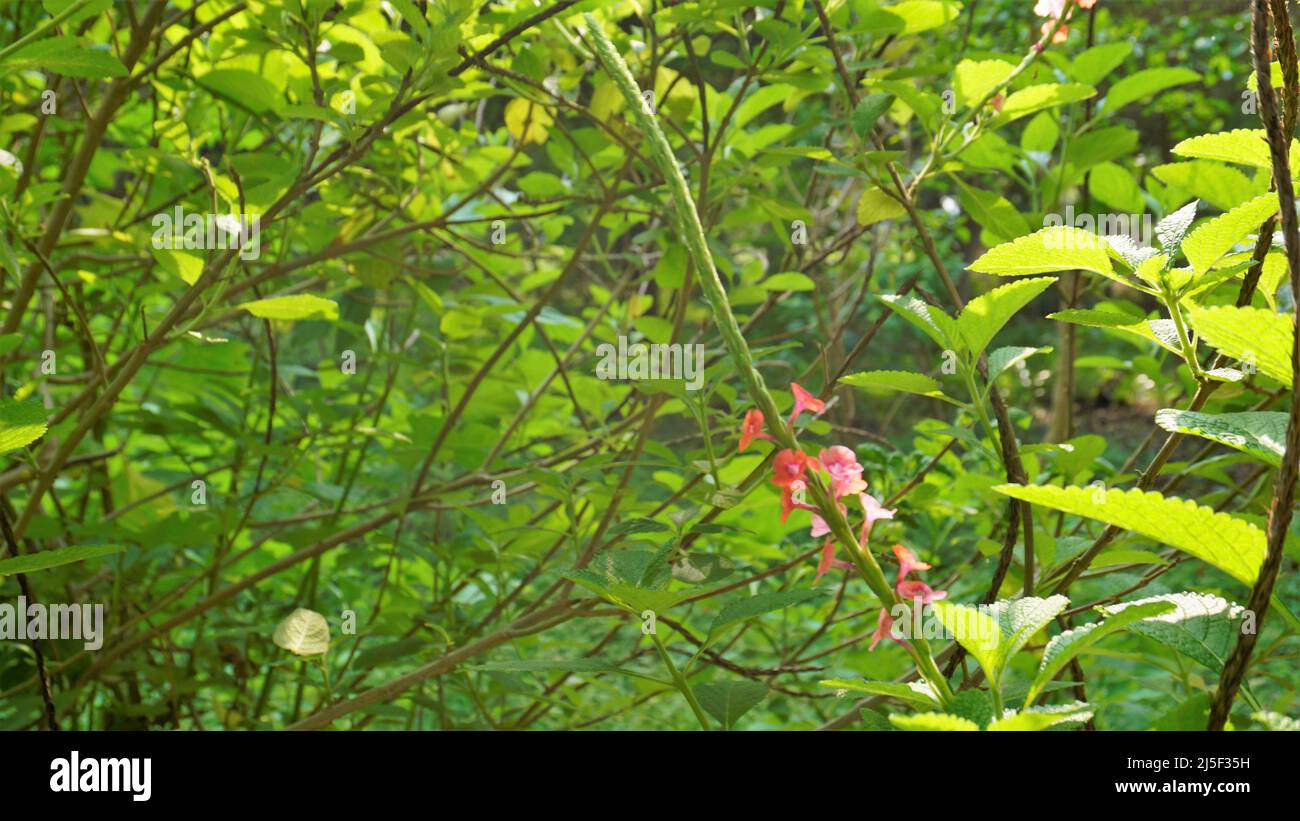 Stachytarpheta mutabilis also known as Coral porterweed, Red snakeweed ...