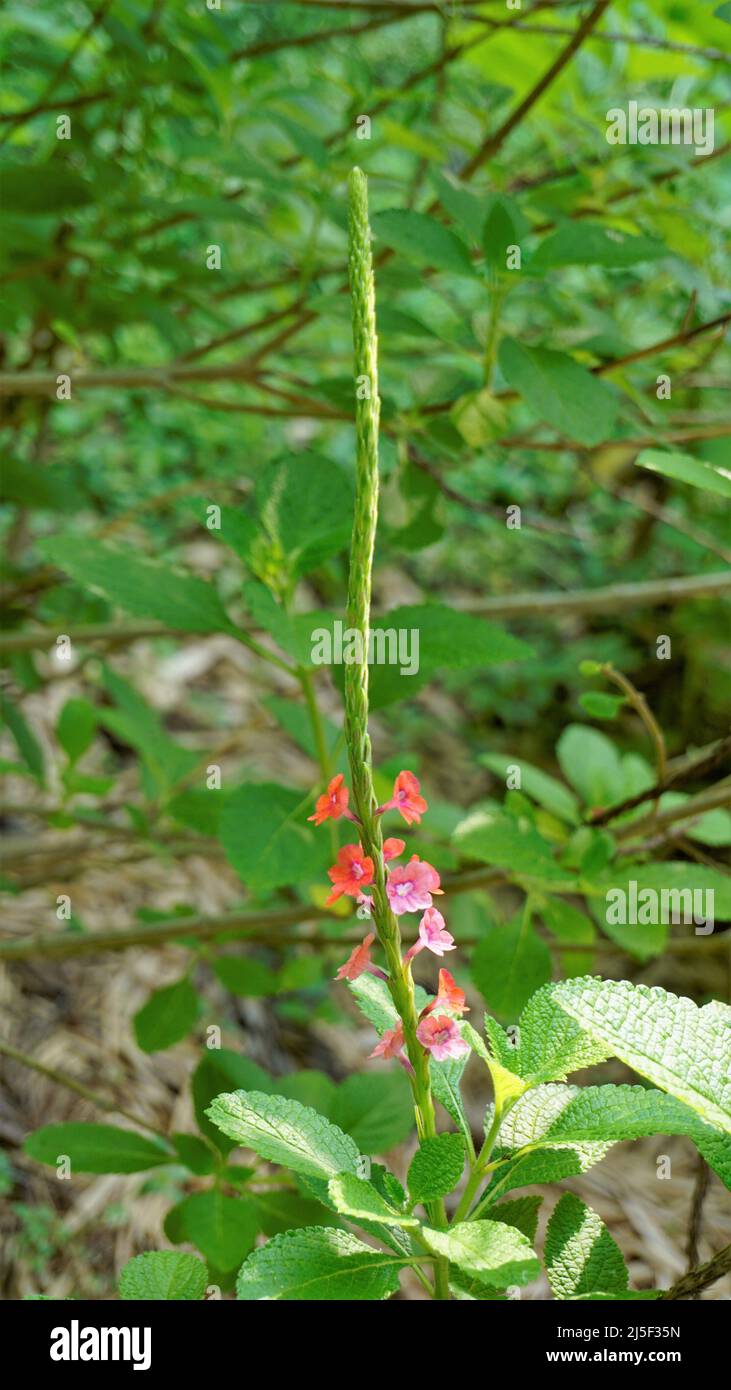Stachytarpheta mutabilis also known as Coral porterweed, Red snakeweed ...