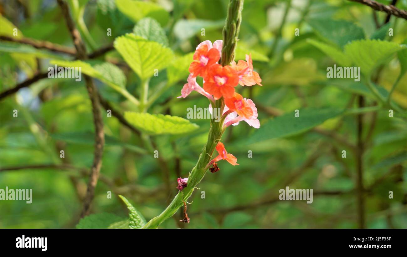 Stachytarpheta mutabilis also known as Coral porterweed, Red snakeweed ...