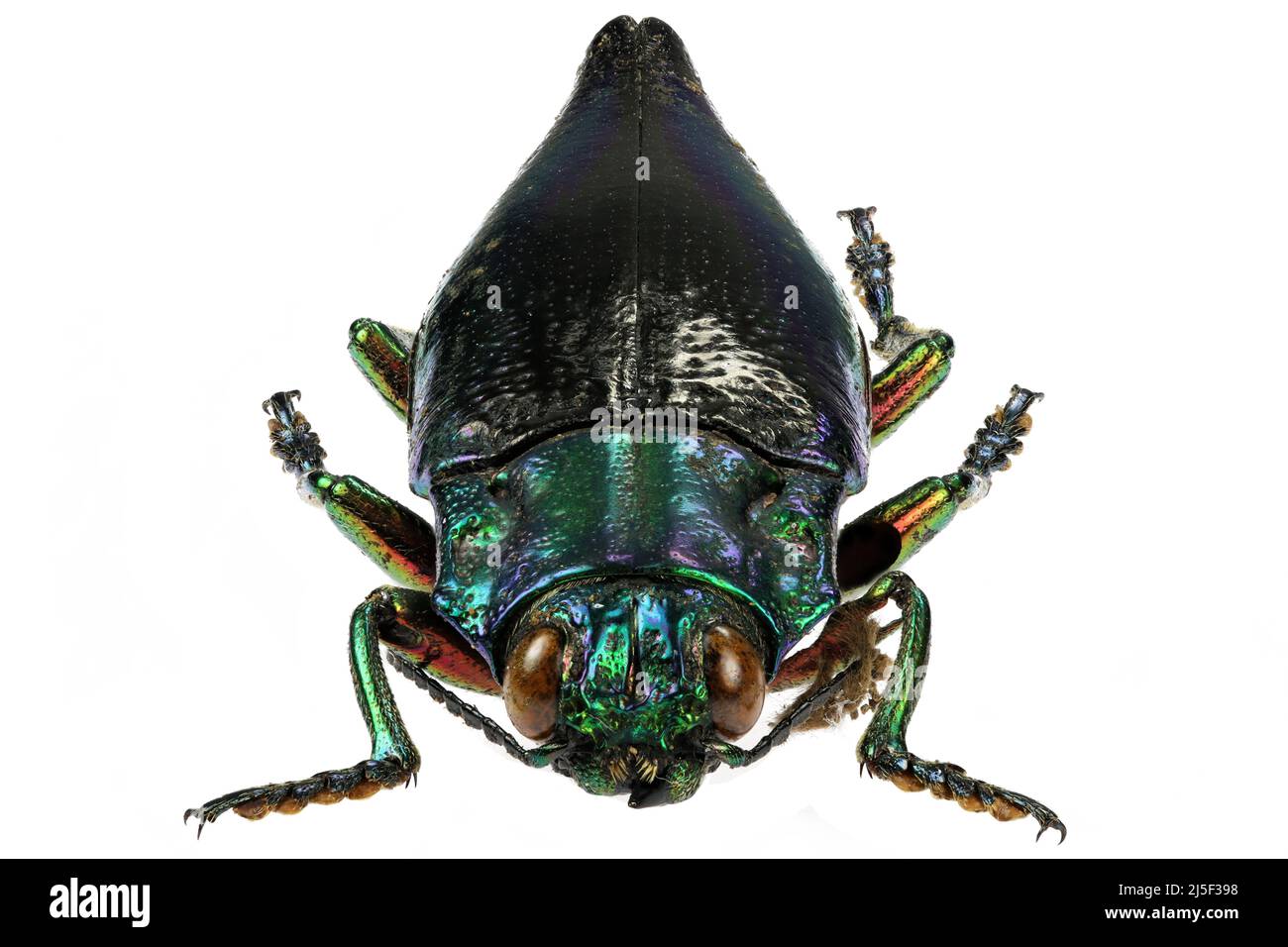 jewel beetle (Cyphogastra calepyga) isolated on white background Stock ...