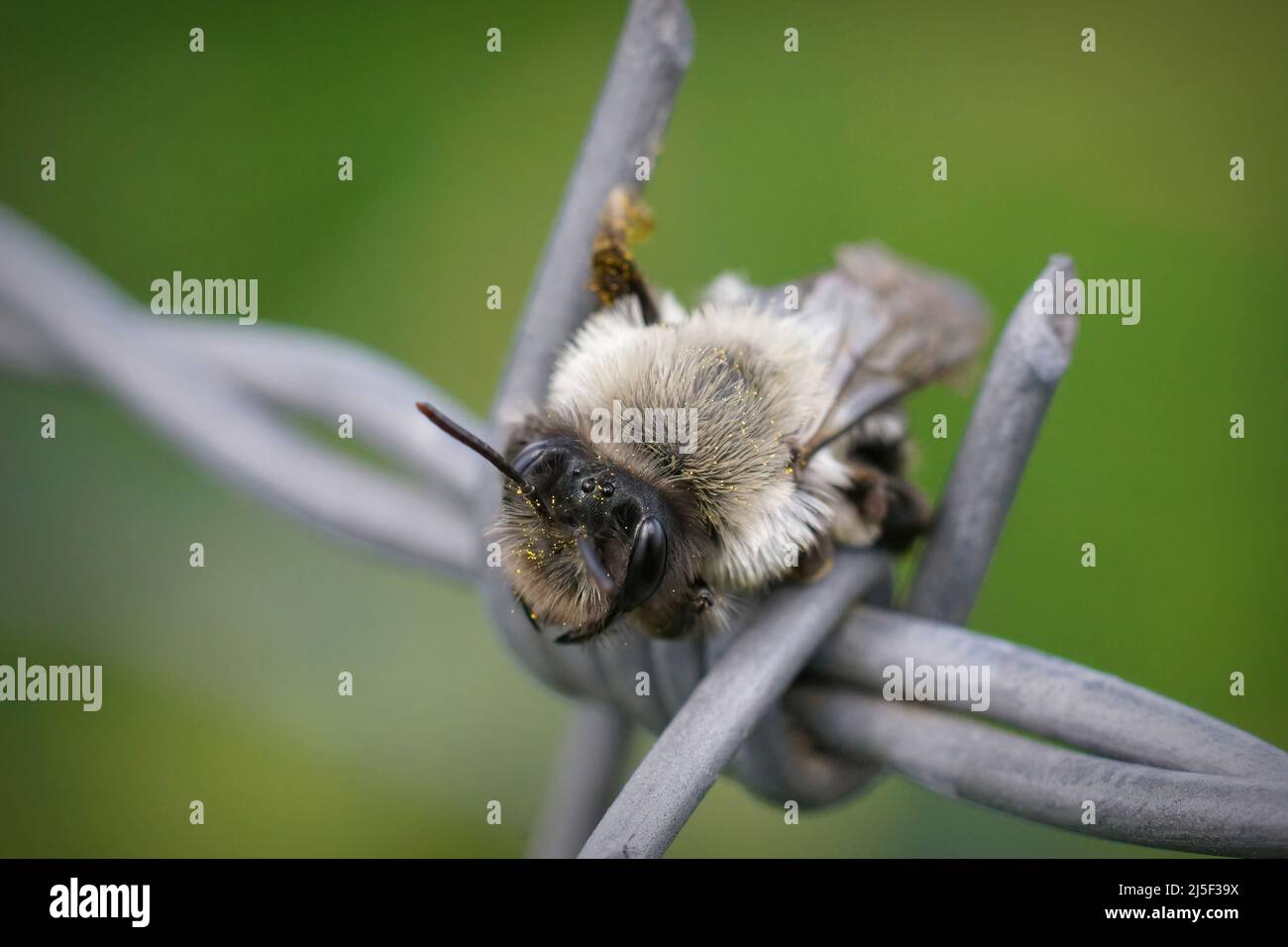Bee Safe