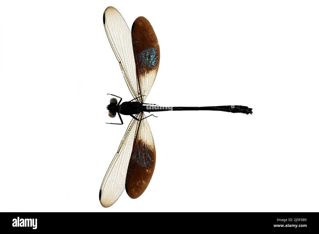 damselfly (Euphaea tricolor) isolated on white background Stock Photo ...