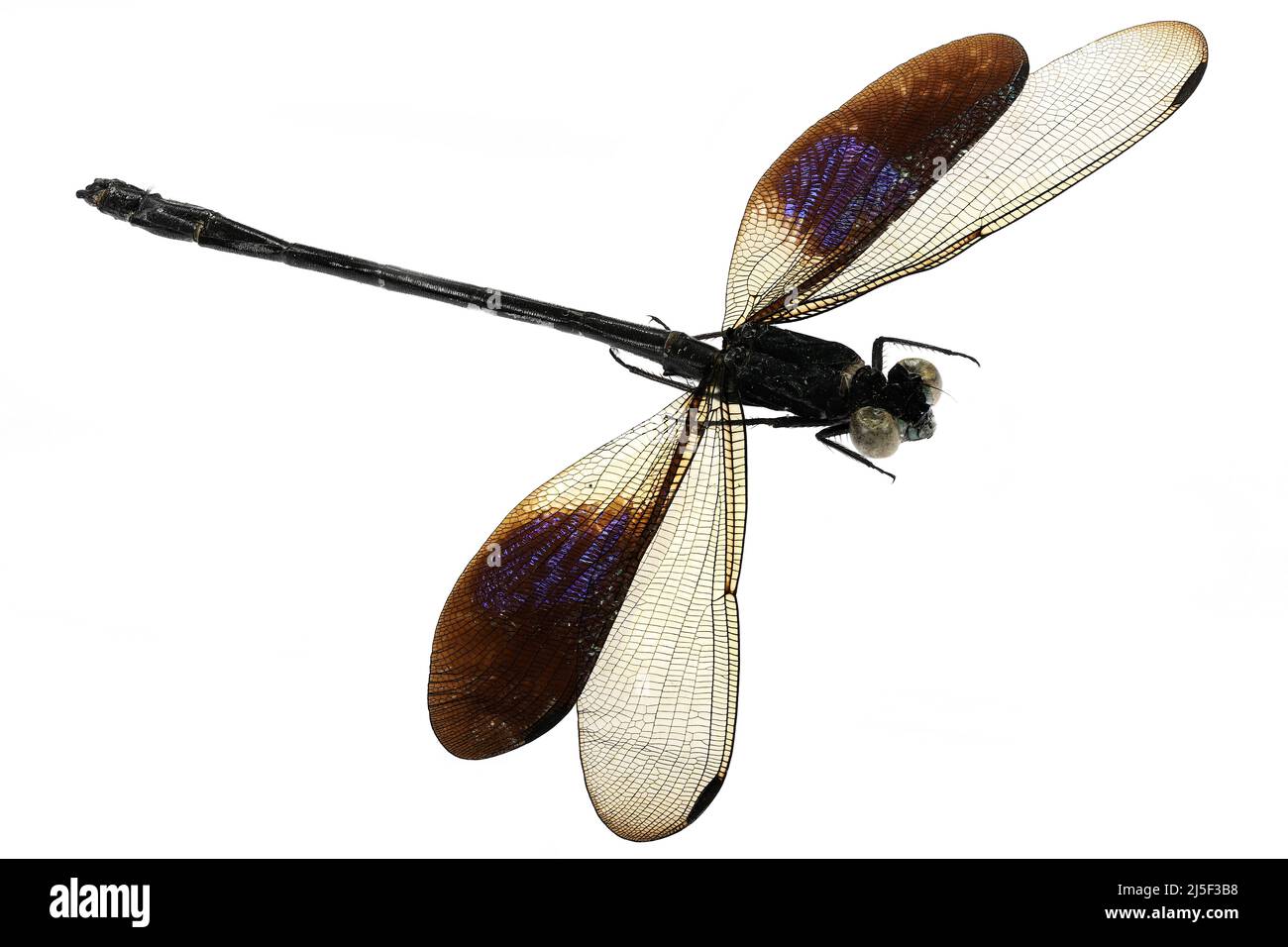 damselfly (Euphaea tricolor) isolated on white background Stock Photo ...