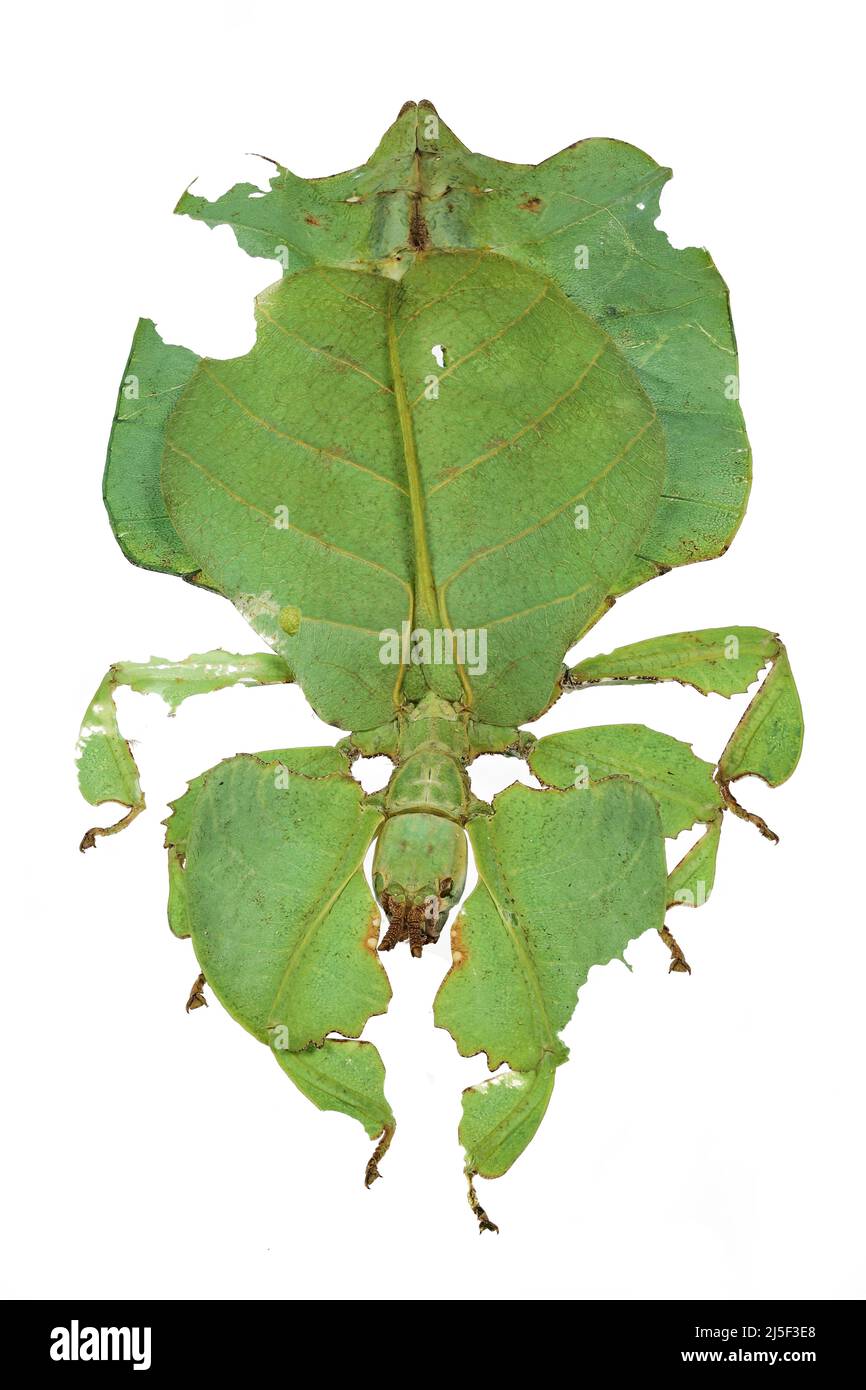 Gray's leaf insect (Pulchriphyllium bioculatum) isolated on white ...