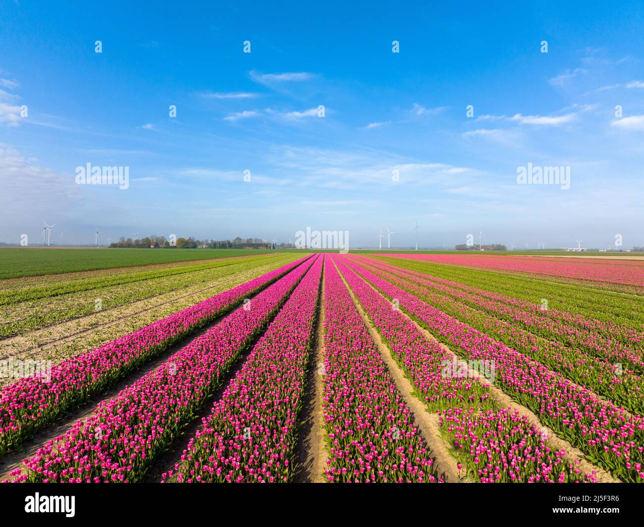 Rows of Pink Tulips in Flevoland The Netherlands Stock Photo - Alamy
