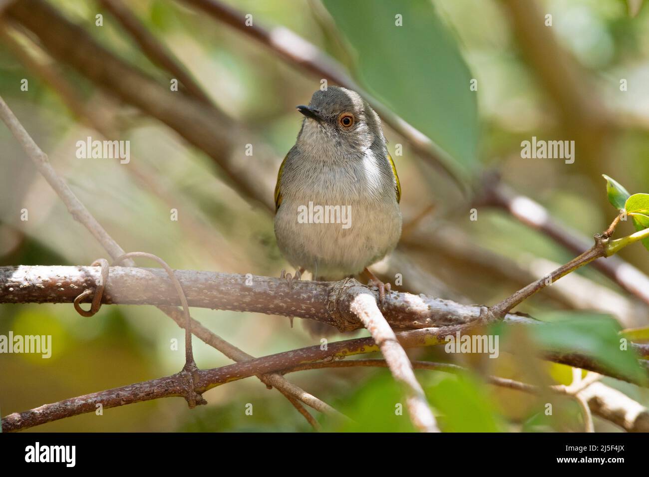 grey-backed camaroptera (Camaroptera brevicaudata) foraging in a shrub ...