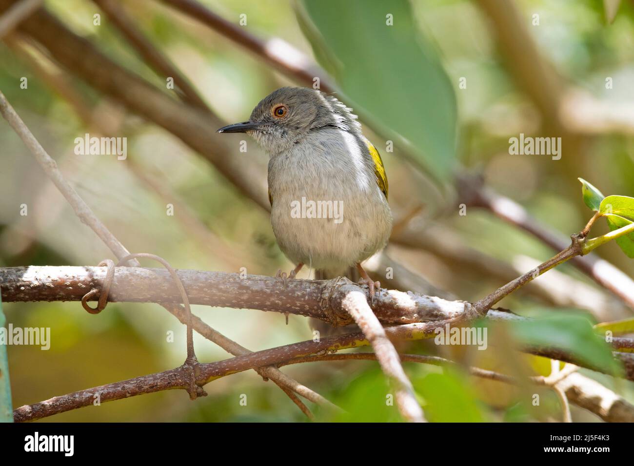 grey-backed camaroptera (Camaroptera brevicaudata) foraging in a shrub ...