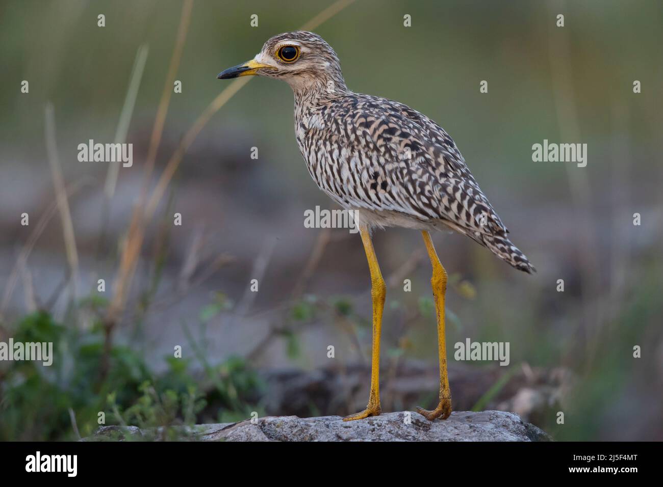 The spotted thick-knee (Burhinus capensis) foraging in the early ...