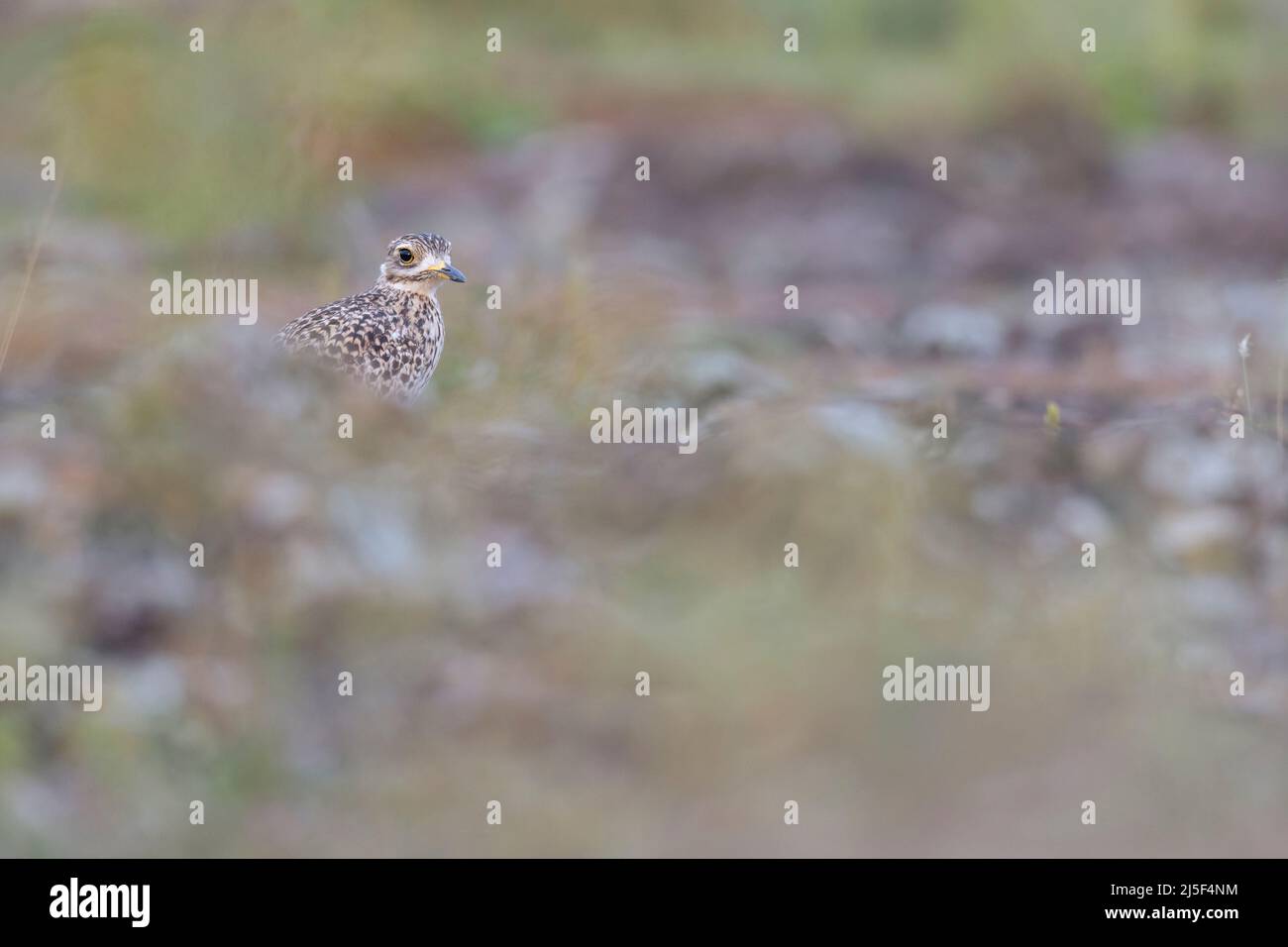 The spotted thick-knee (Burhinus capensis) foraging in the early ...