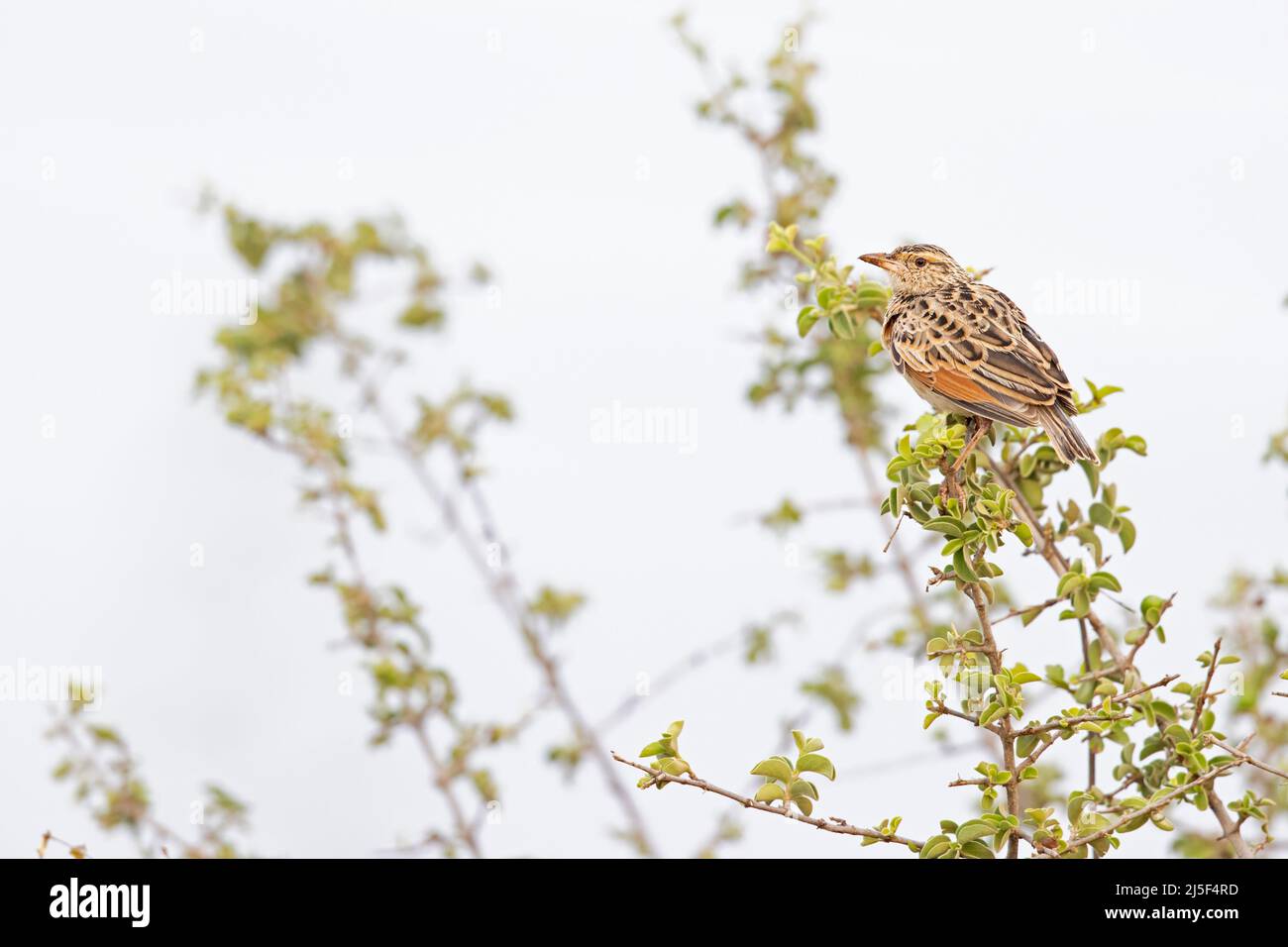 A rufous-naped lark (Mirafra africana) photographed in the Stock Photo ...