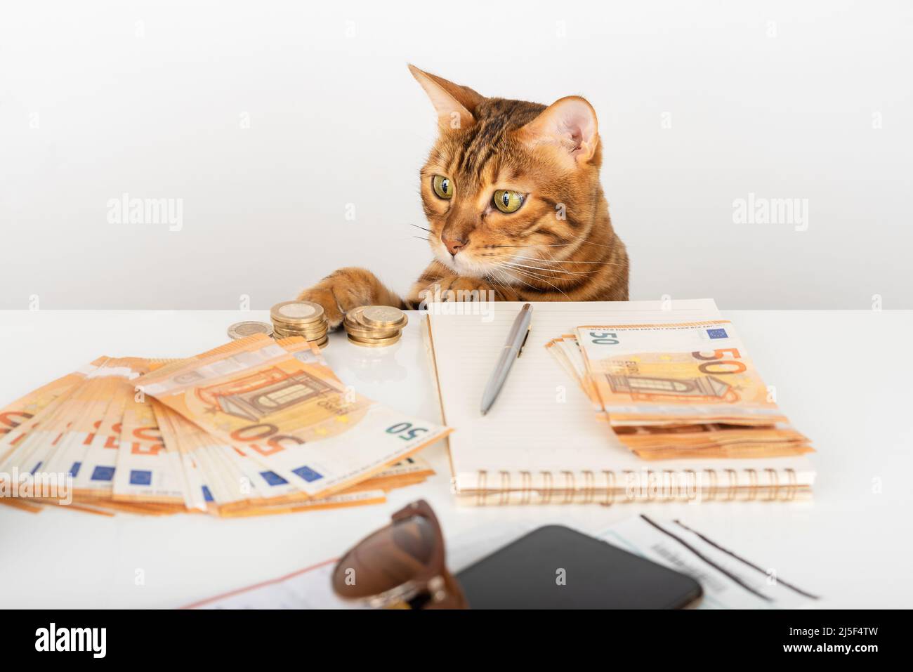 The cat counts cash in euros - coins and banknotes. Financial education ...