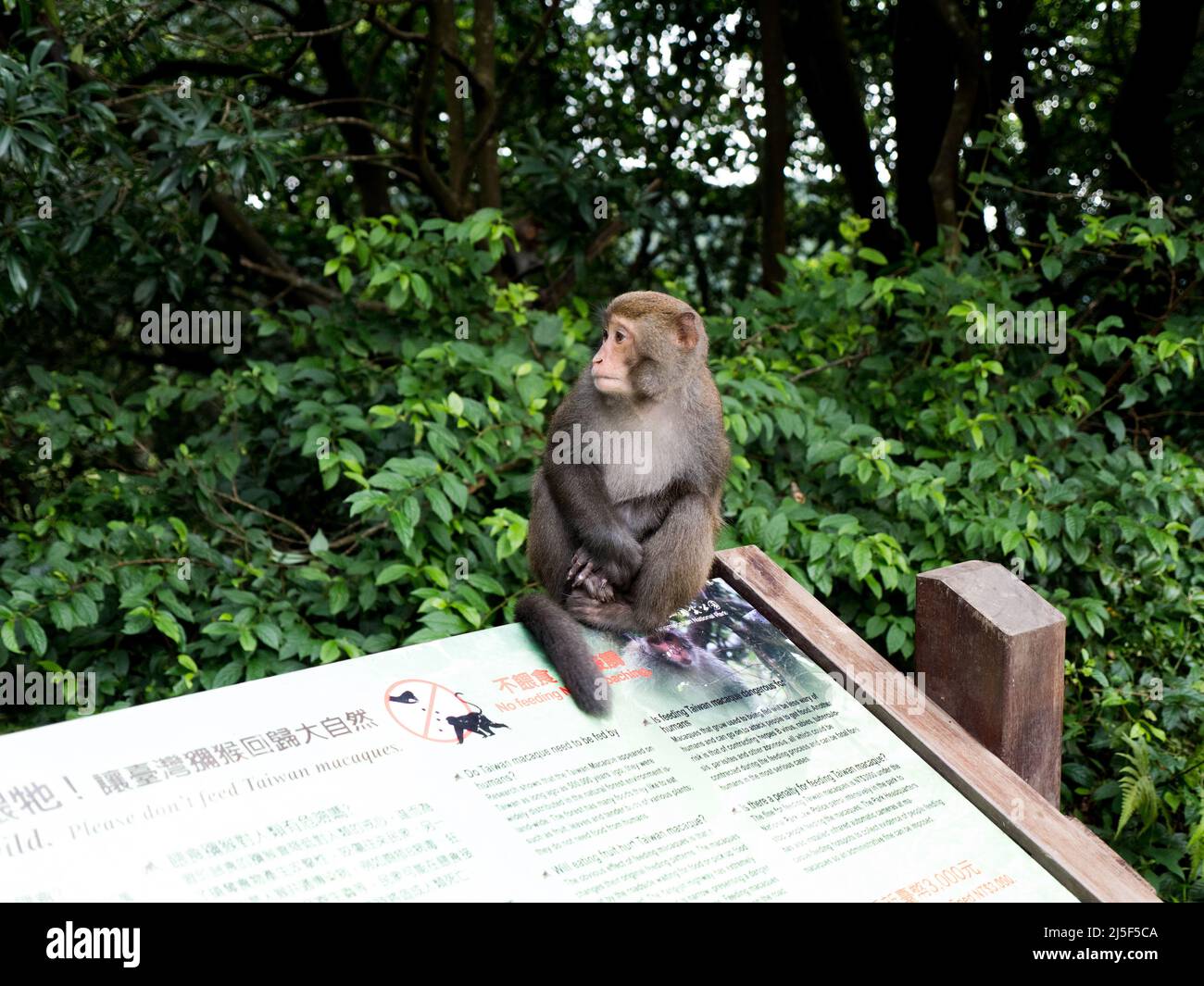Small Taiwan macaque sitting on an information sign about monkeys in ...