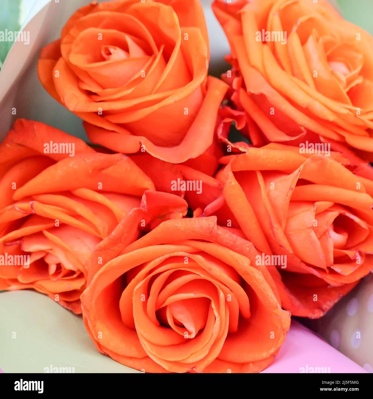 beautiful big bouquet of rose flowers close-up Stock Photo - Alamy