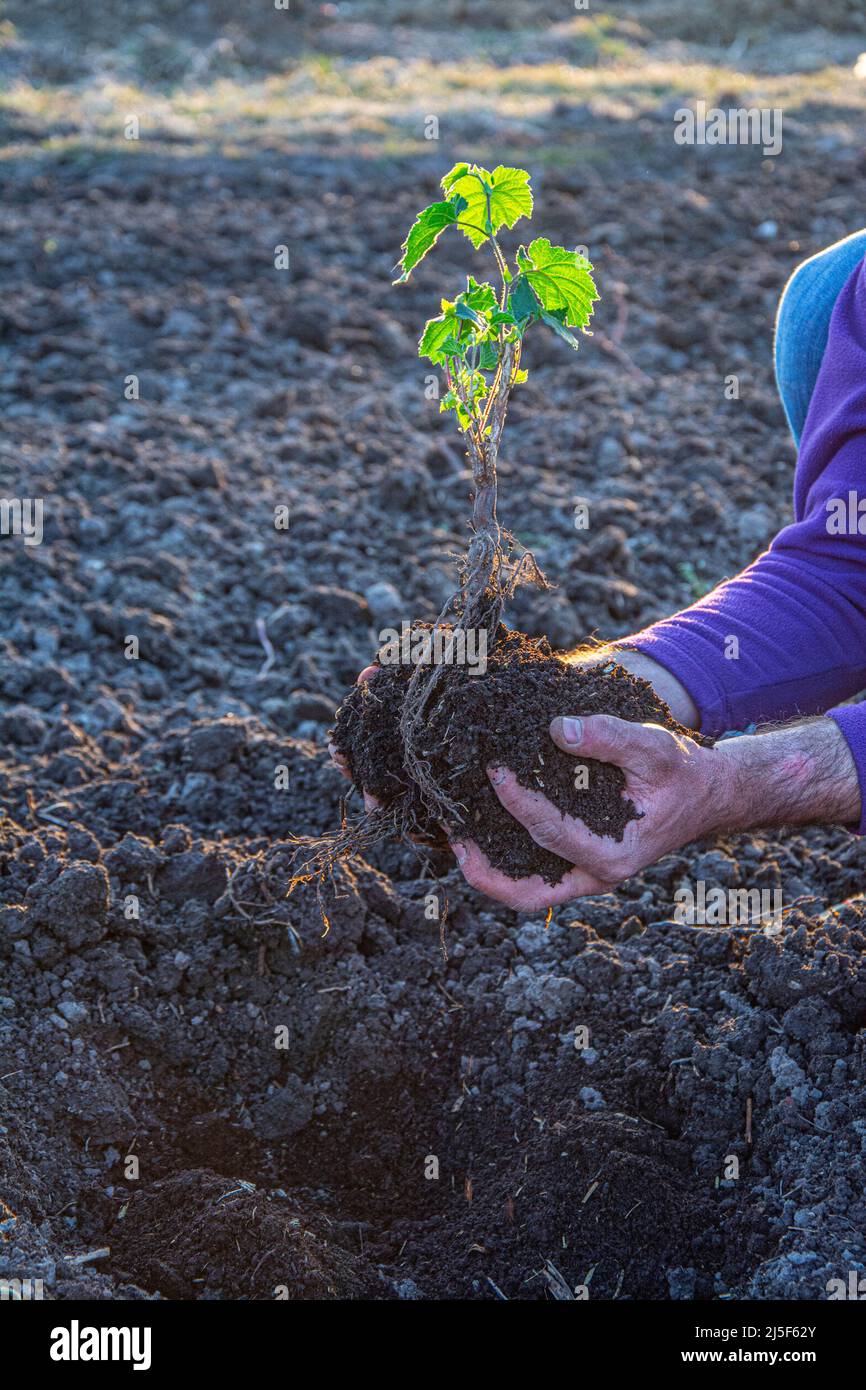 Man planting a tree earth day. Planting a tree in springtime new life ...