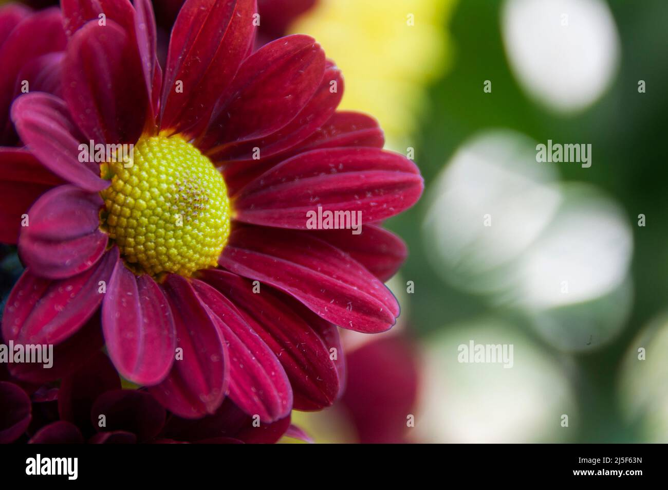 Close up of Aster flower with blurred nature background. Copy space ...