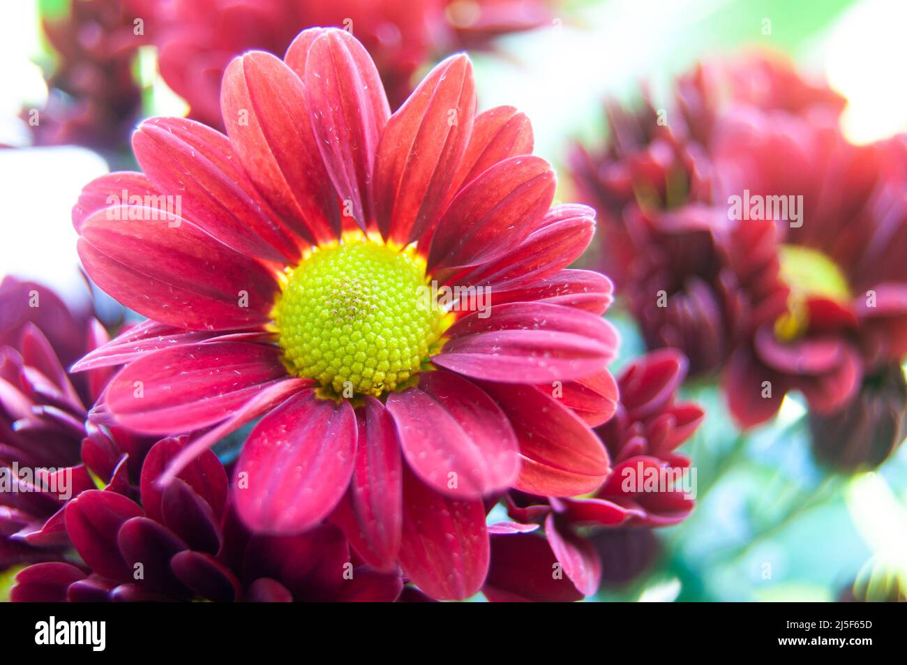 Close up of aster flower with blurred nature background. Copy space ...