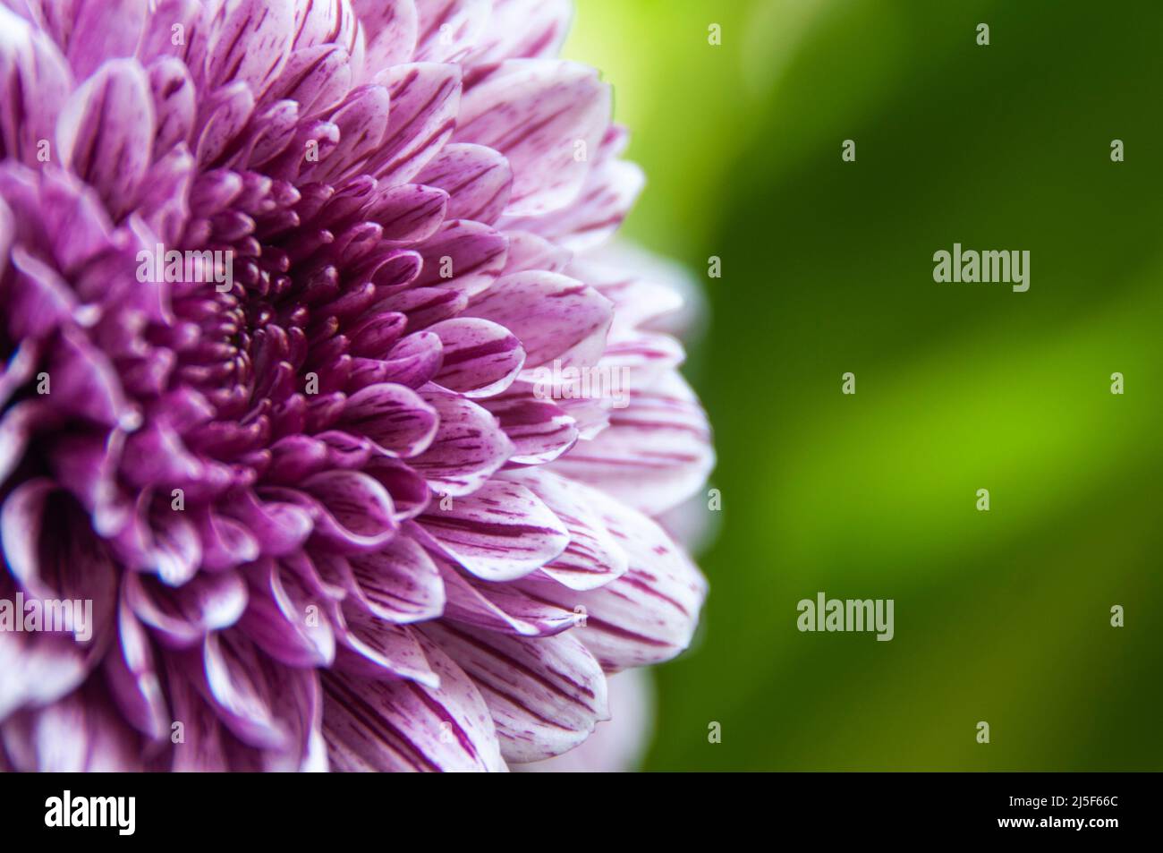 Close up of dahlia flower with blurred nature background. Copy space ...