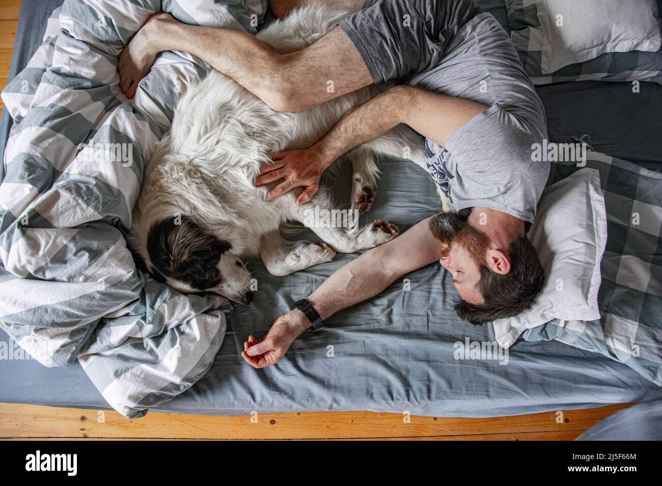 man and cute white dog sleeping in bed Stock Photo - Alamy